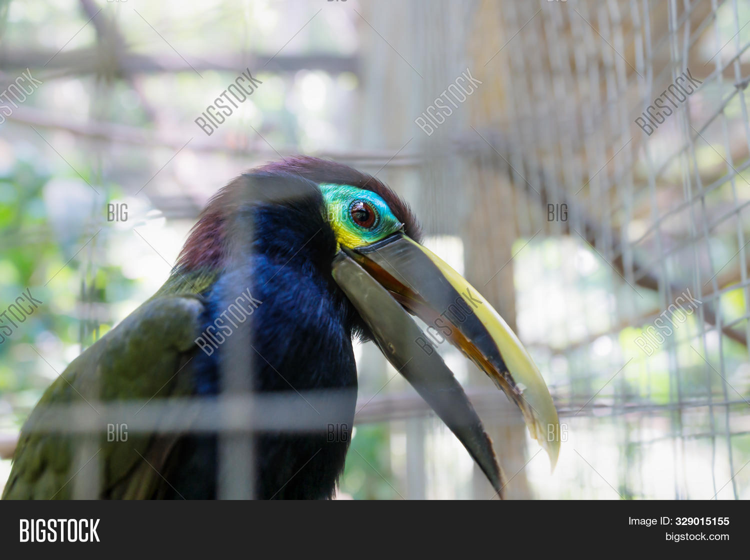 Caged Colorful Toucan Image & Photo (Free Trial) | Bigstock