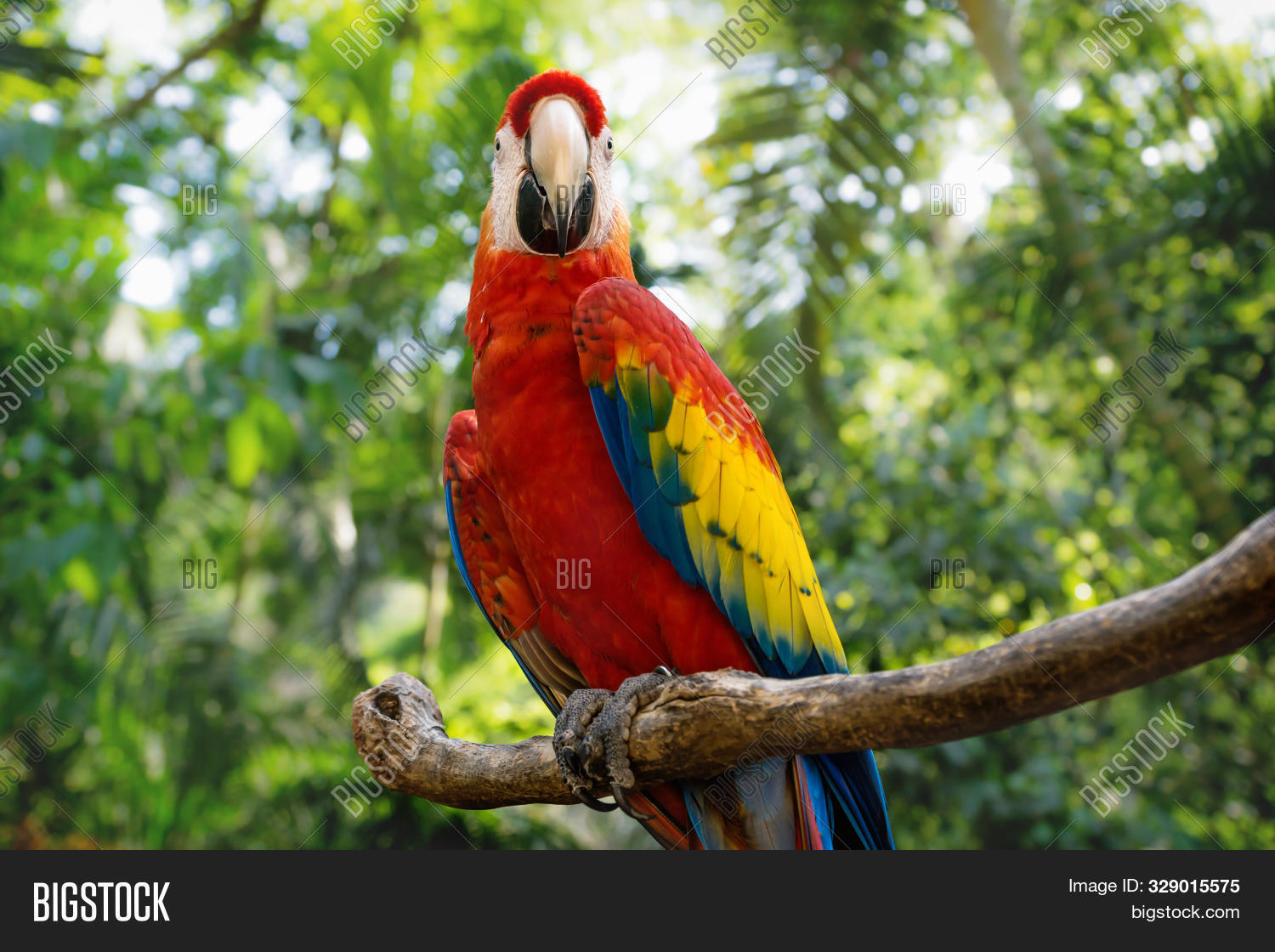 Imagen y foto Happy Red Macaw (prueba gratis) | Bigstock