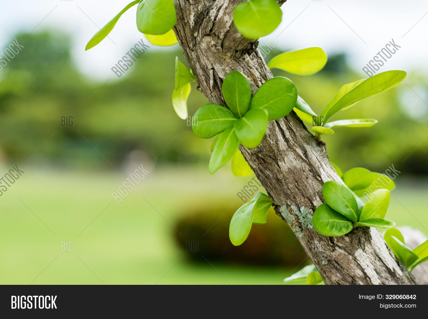 Green Leaves Calabash Image & Photo (Free Trial) | Bigstock