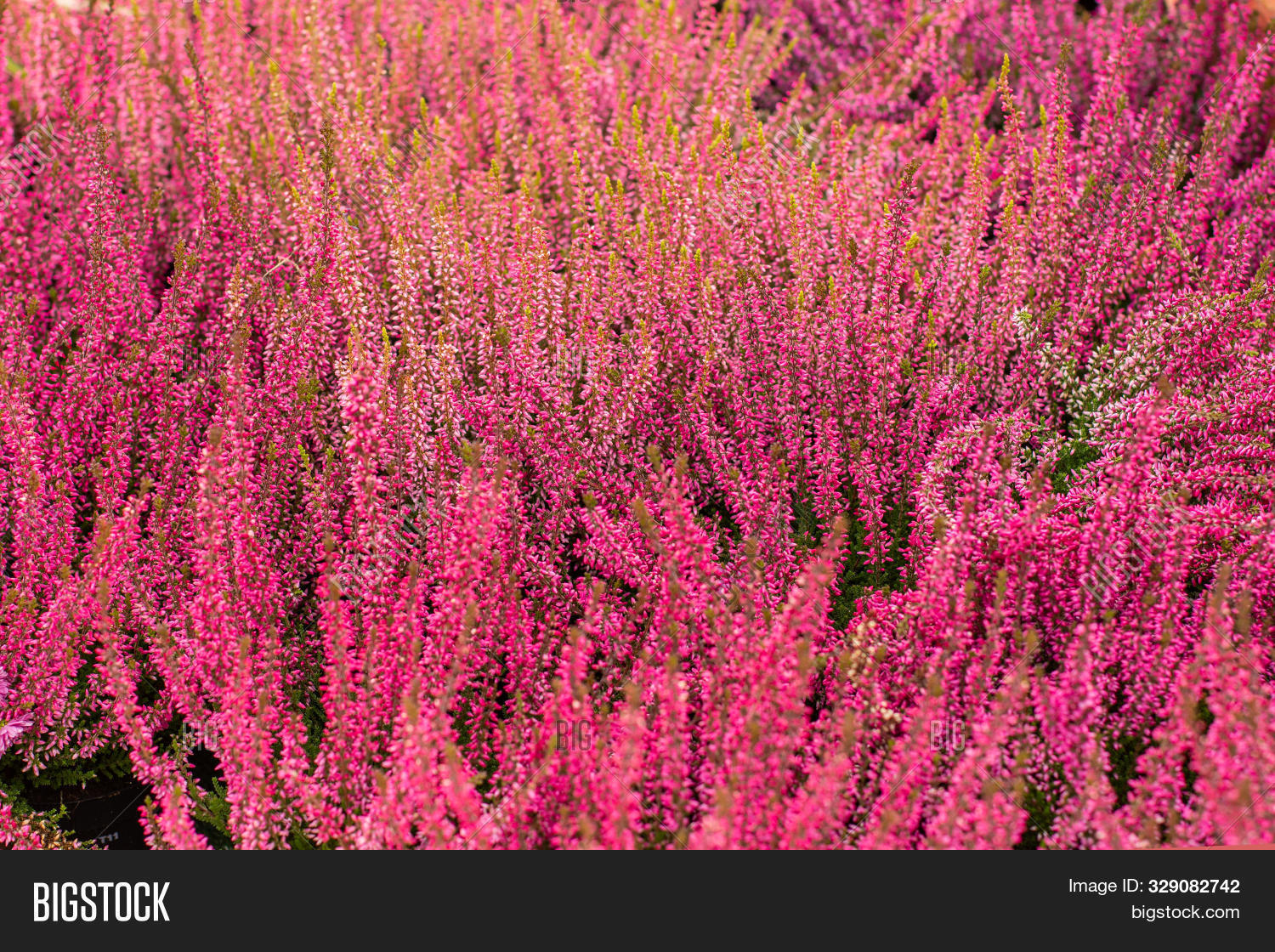 Blossom Heather Image & Photo (Free Trial) | Bigstock