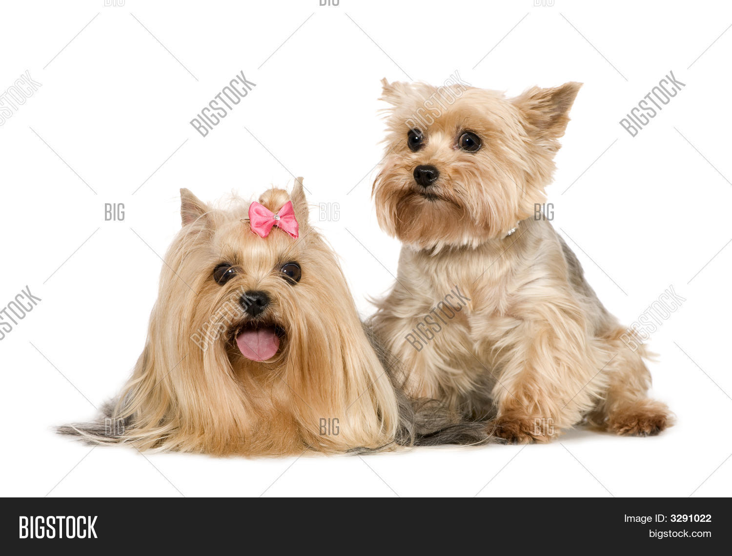 Couple Yorkshire Image & Photo (Free Trial) | Bigstock