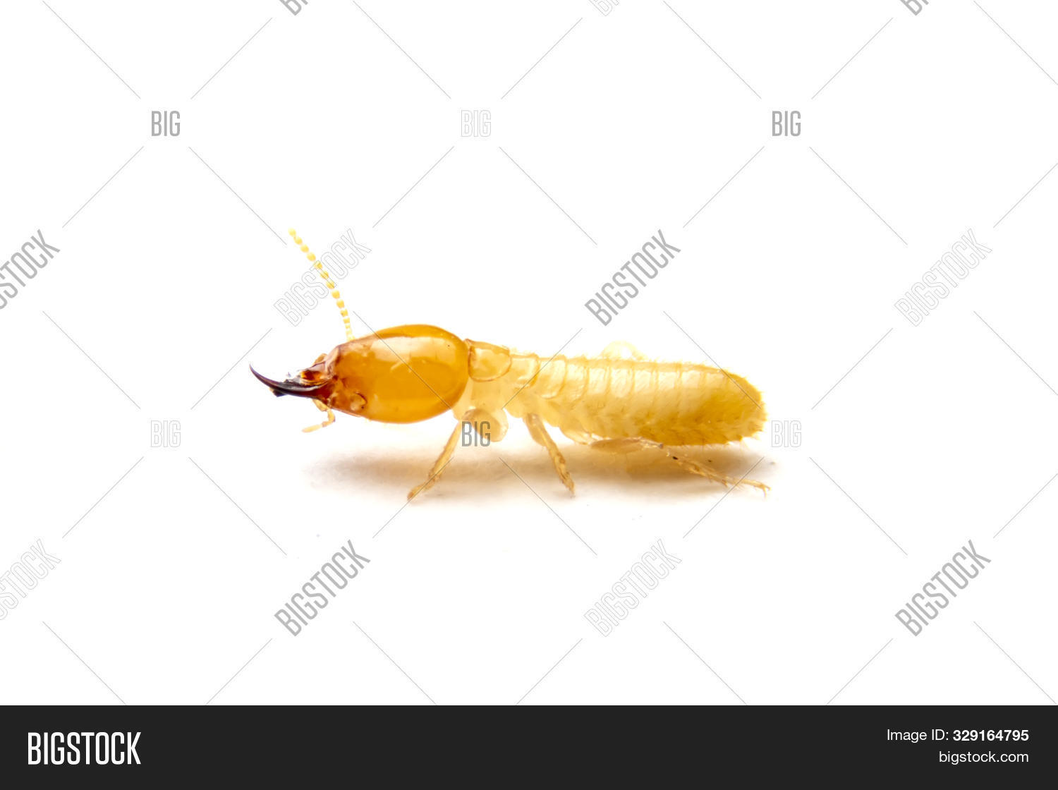 Close Small Termite On Image & Photo (Free Trial) | Bigstock
