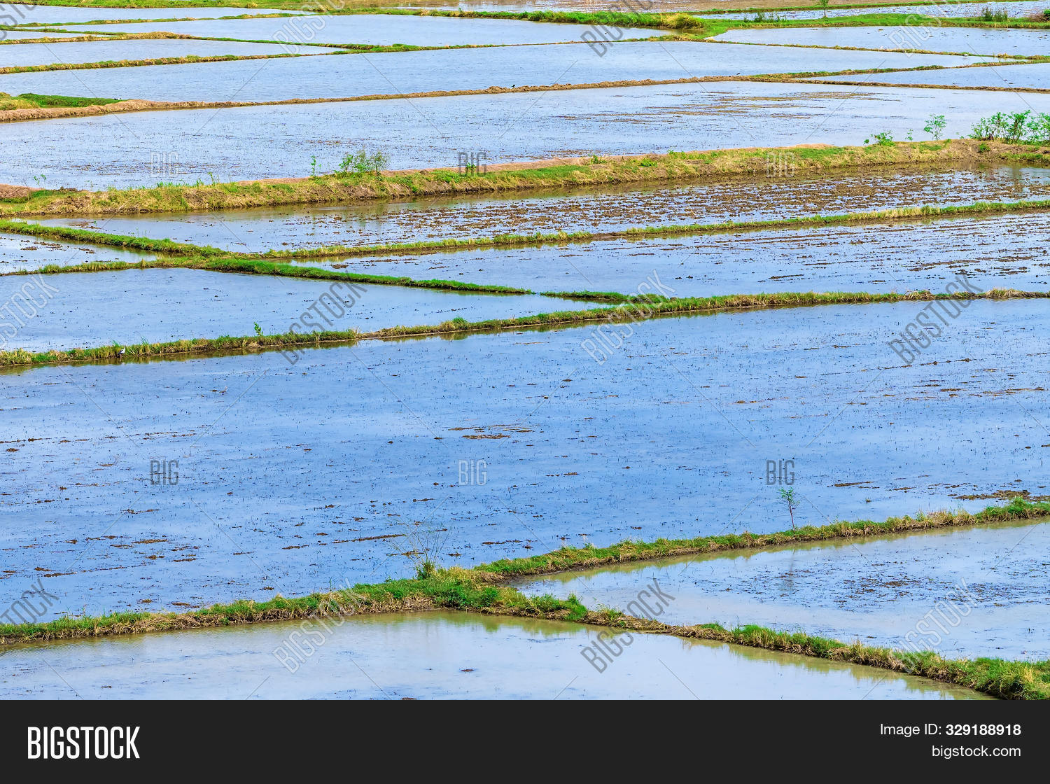 Scenery Flooded Rice Image & Photo (Free Trial) | Bigstock