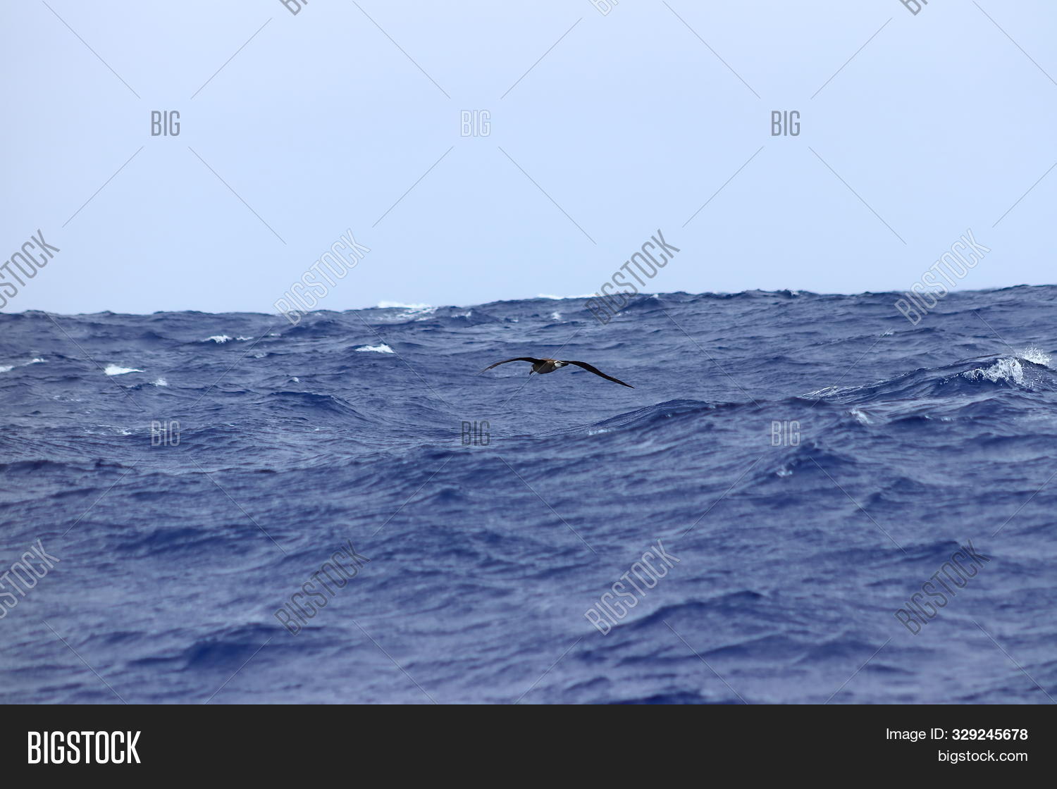 Albatross Flying On Image & Photo (Free Trial) | Bigstock