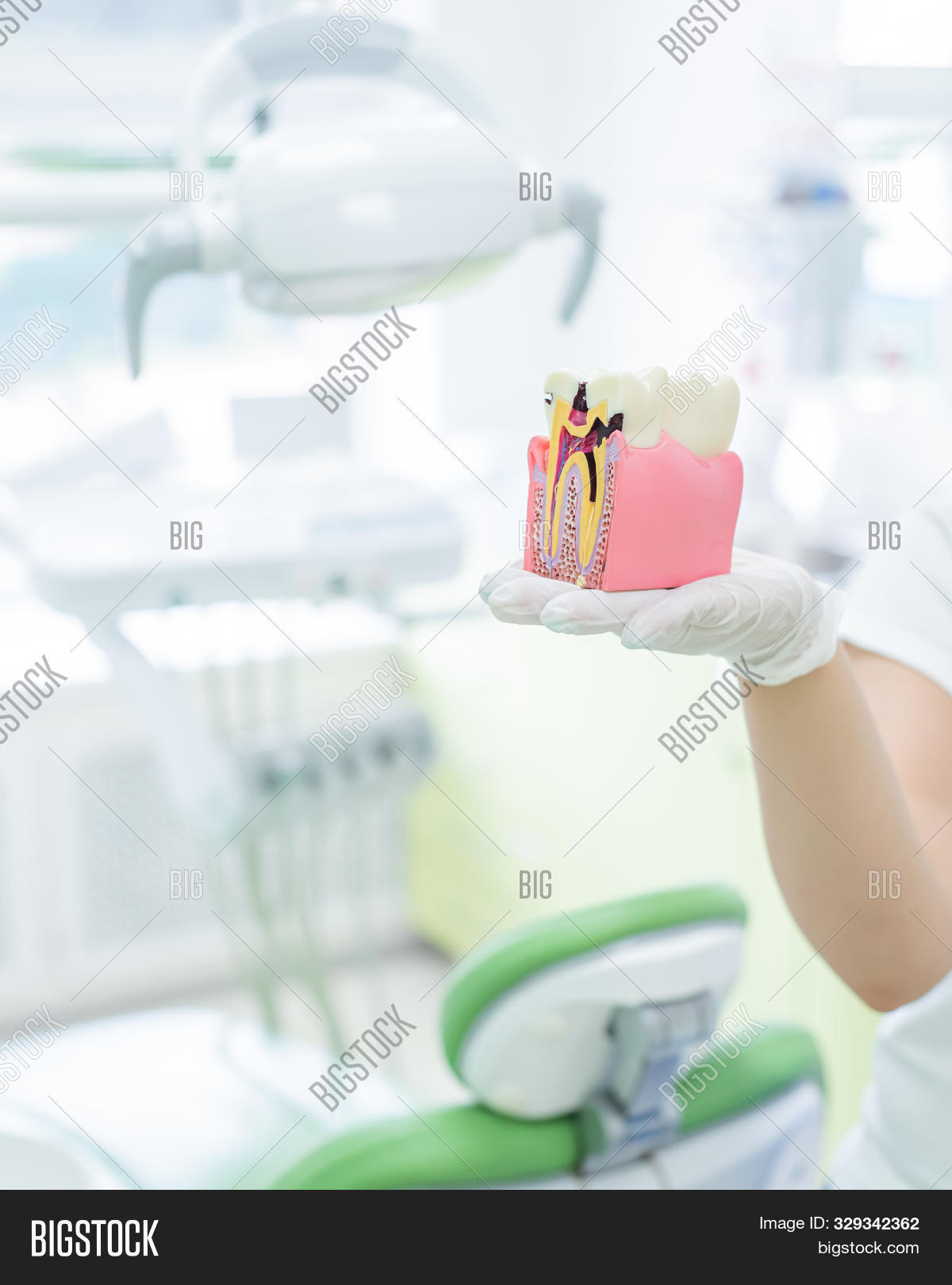 Anatomy Dental Model Image & Photo (Free Trial) | Bigstock