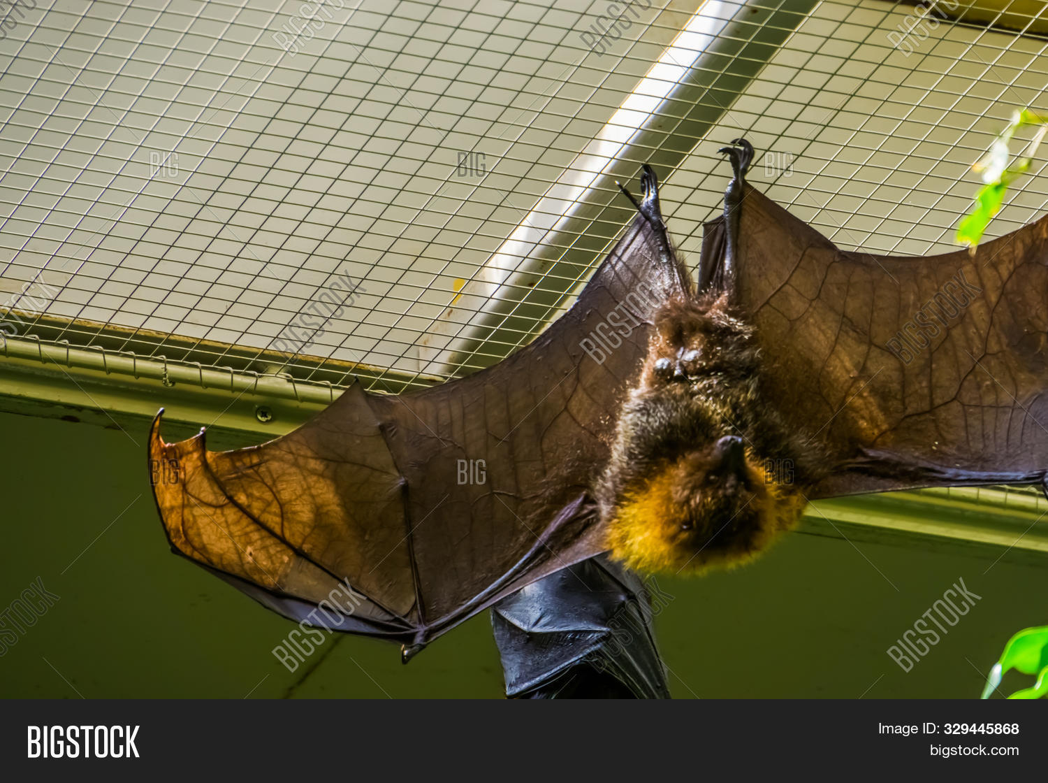 Rodrigues Flying Fox Image & Photo (Free Trial) | Bigstock