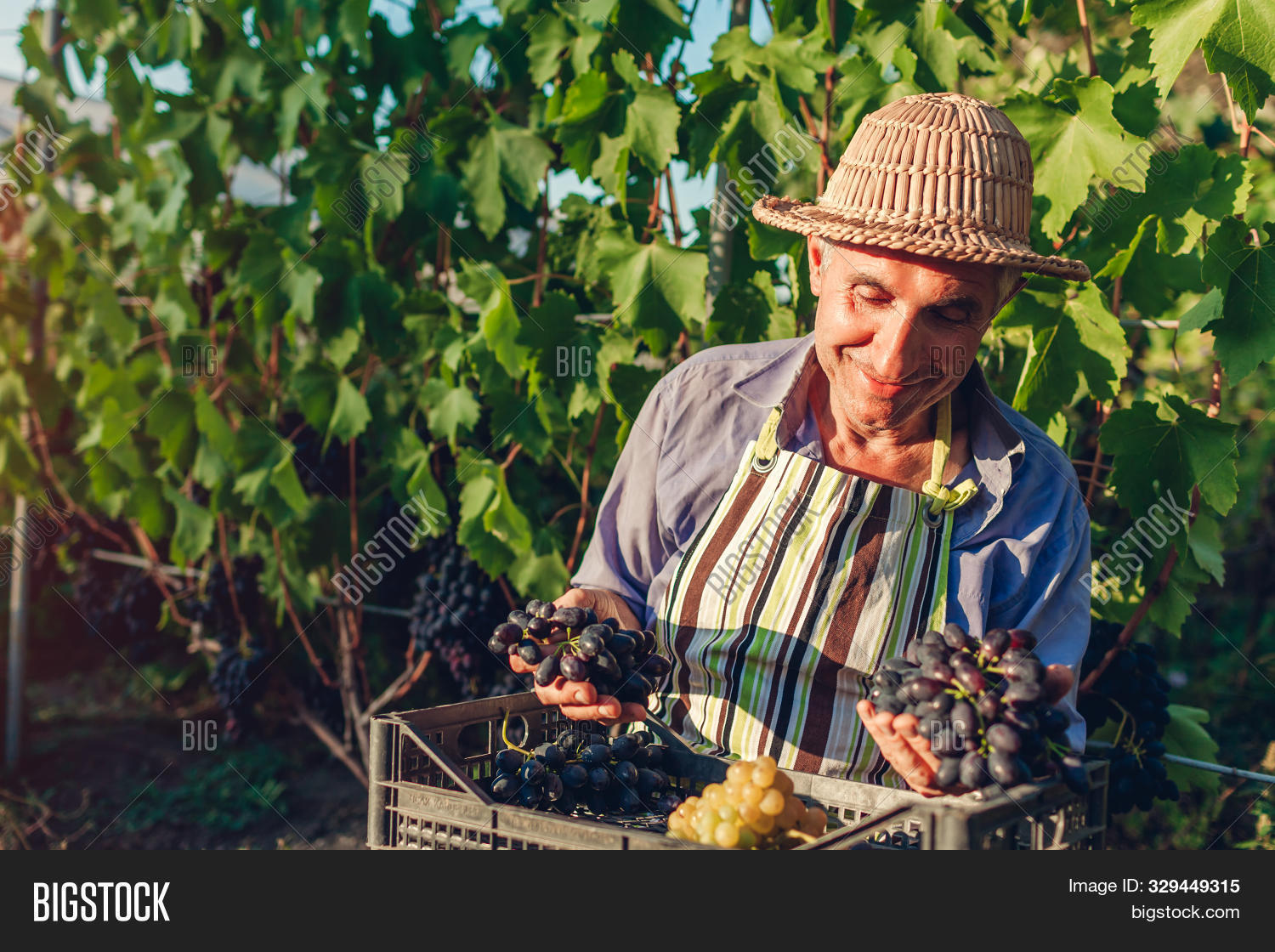 Farmer Picking Crop Image & Photo (Free Trial) | Bigstock