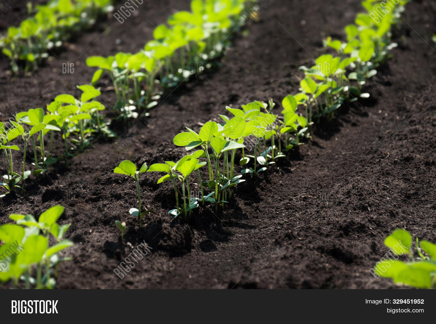 Field Young Soybean Image & Photo (Free Trial) | Bigstock