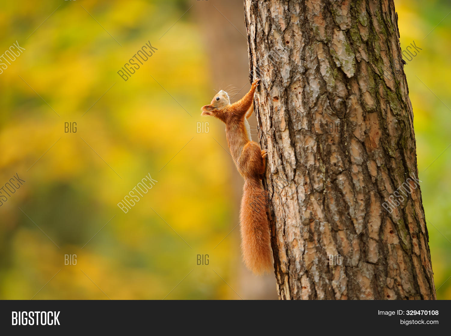 Red Squirrel Climbing Image & Photo (Free Trial) | Bigstock