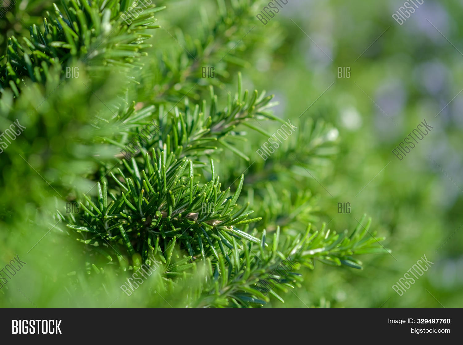 Bunch Fresh Rosemary Image & Photo (Free Trial) | Bigstock