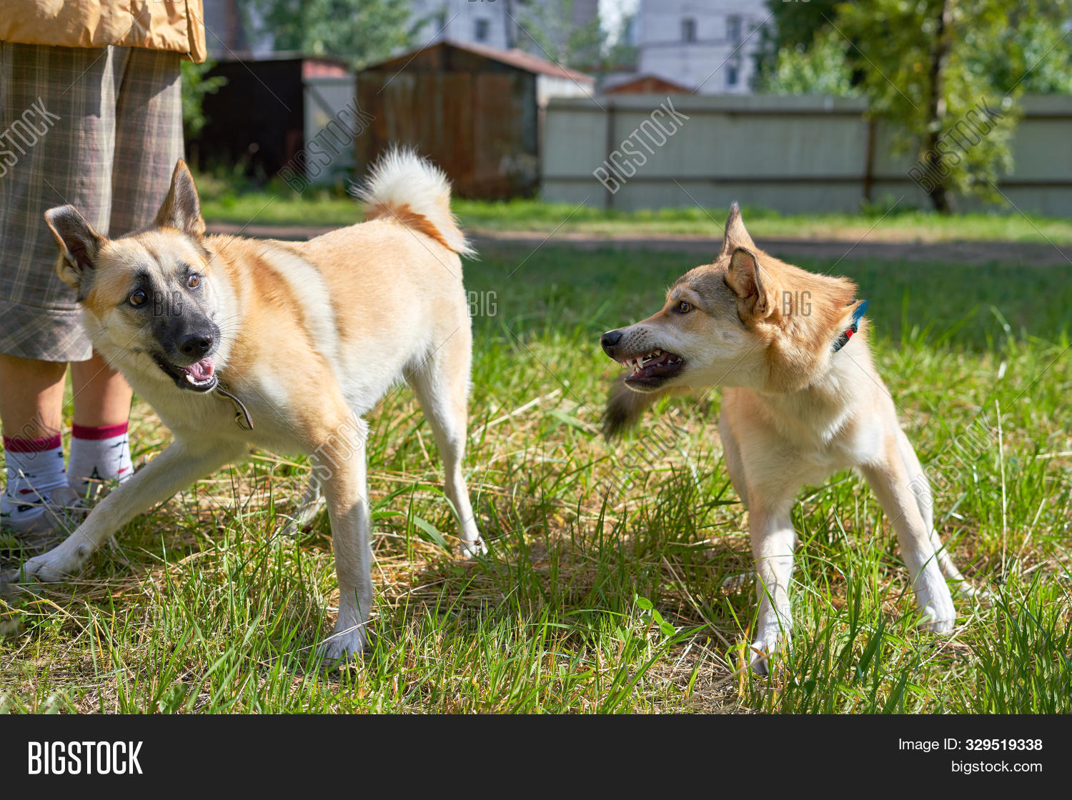 Dog Baring Fangs Image & Photo (Free Trial) | Bigstock