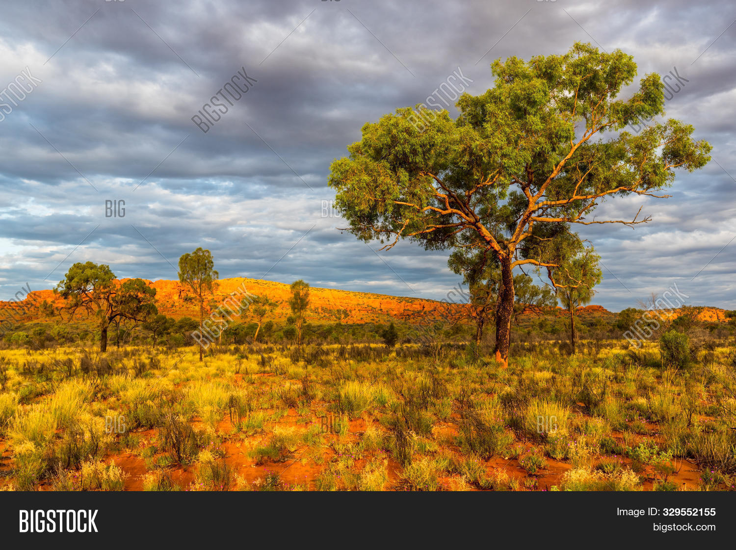 Hakea Tree Stands Image & Photo (Free Trial) | Bigstock
