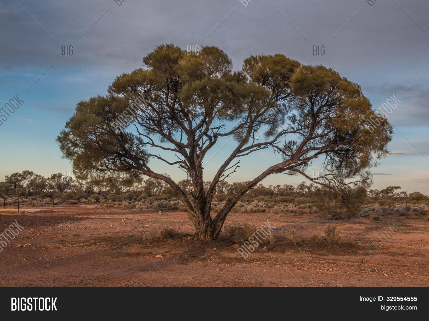 Hakea Tree Stands Image & Photo (Free Trial) | Bigstock