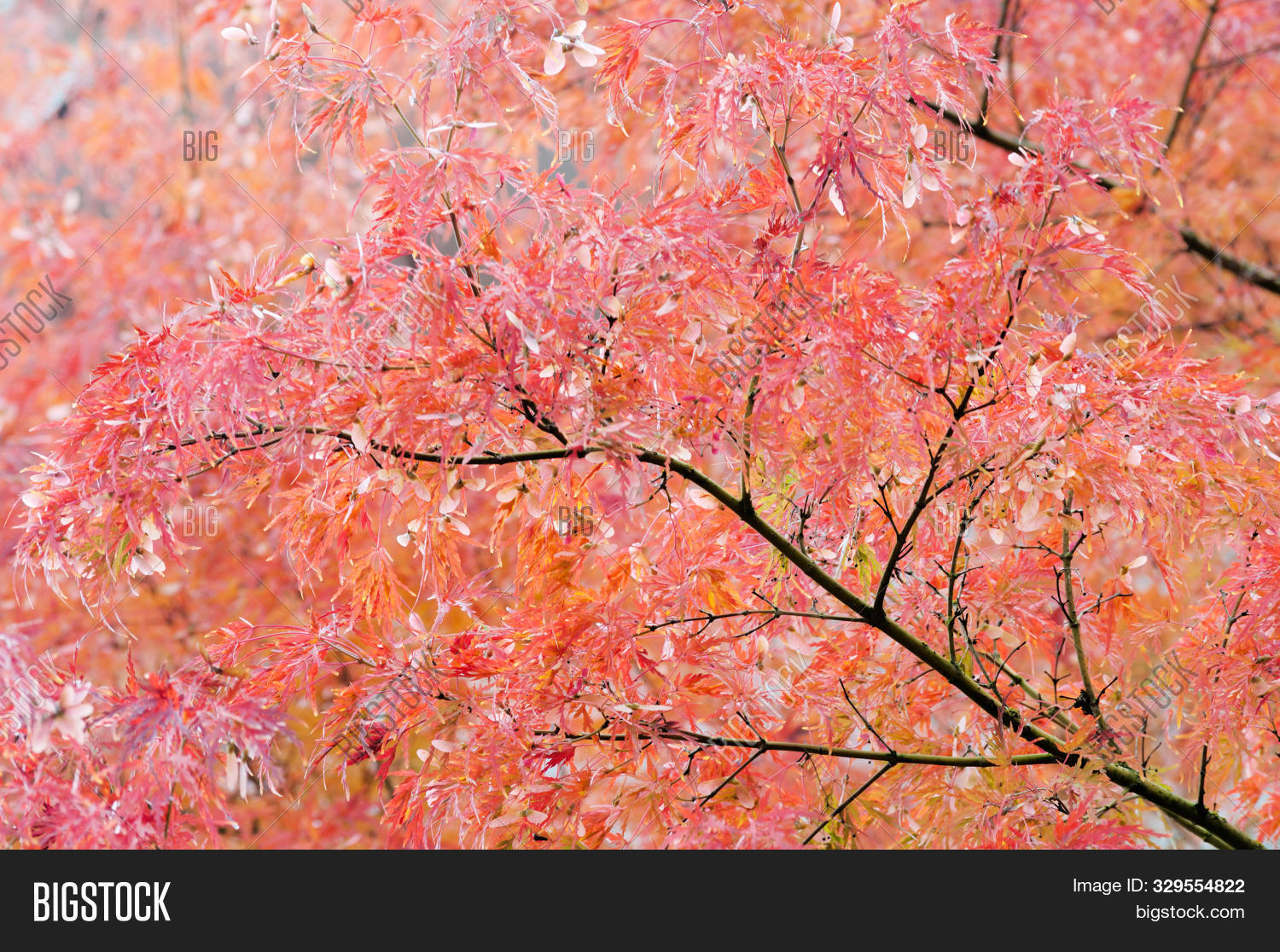 Japanese Maple Tree Image & Photo (Free Trial) | Bigstock