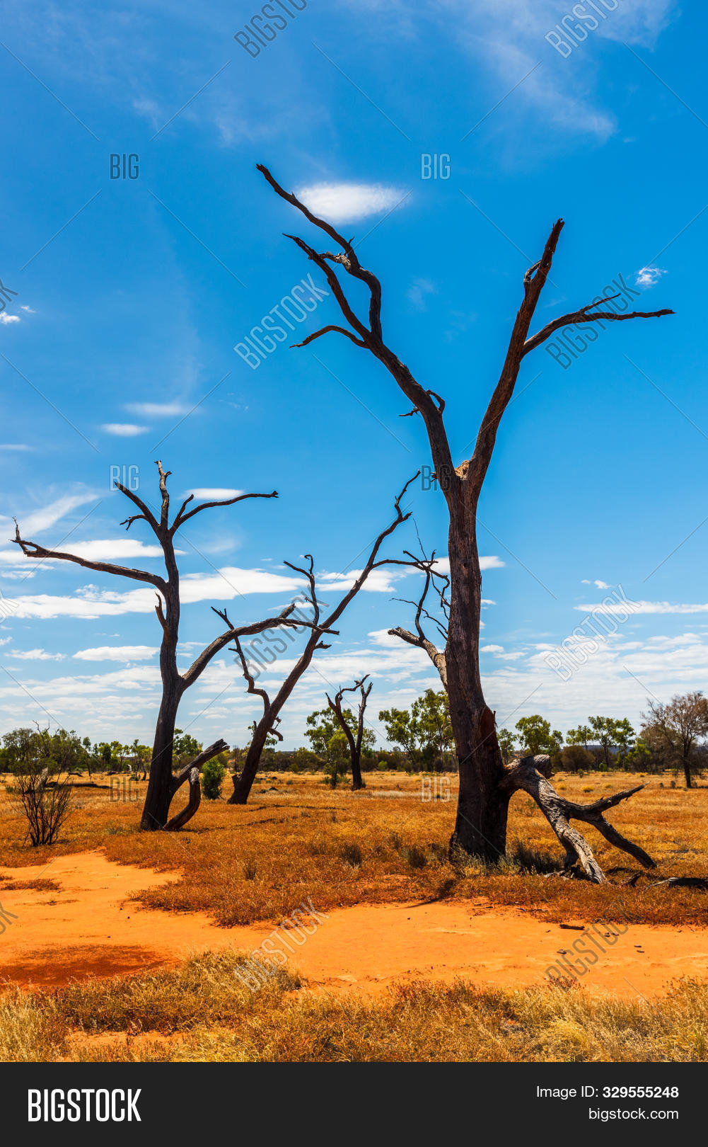 Hakea Tree Stands Image & Photo (Free Trial) | Bigstock