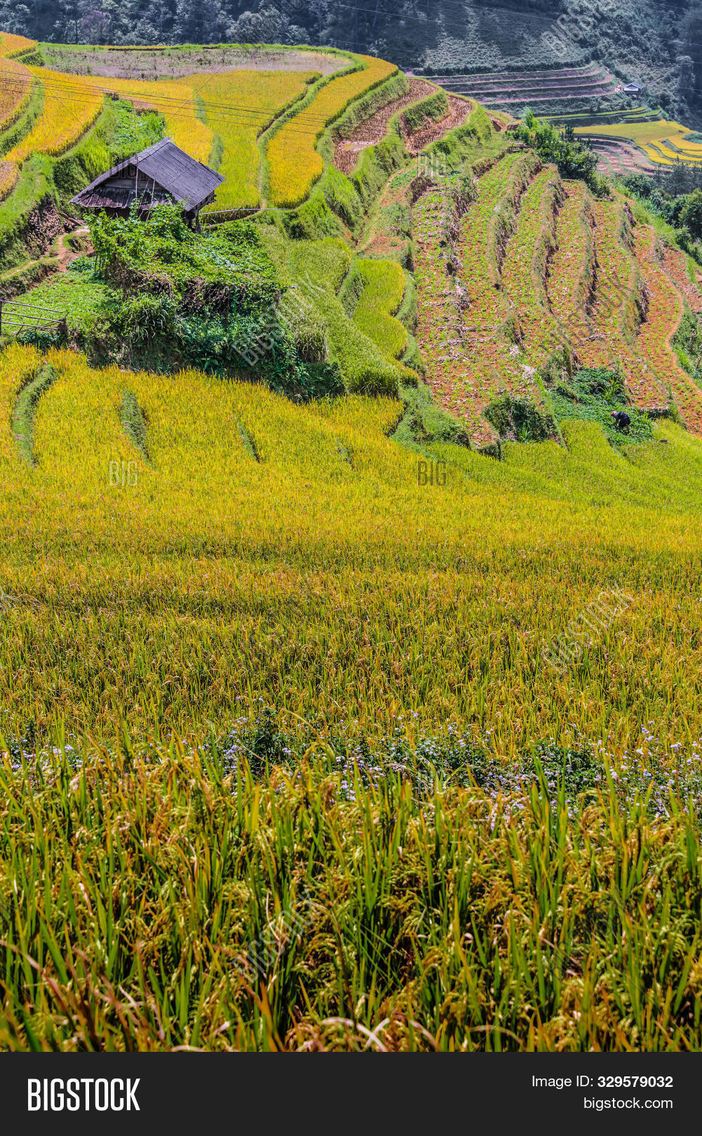 Landscape View Rice Image & Photo (Free Trial) | Bigstock