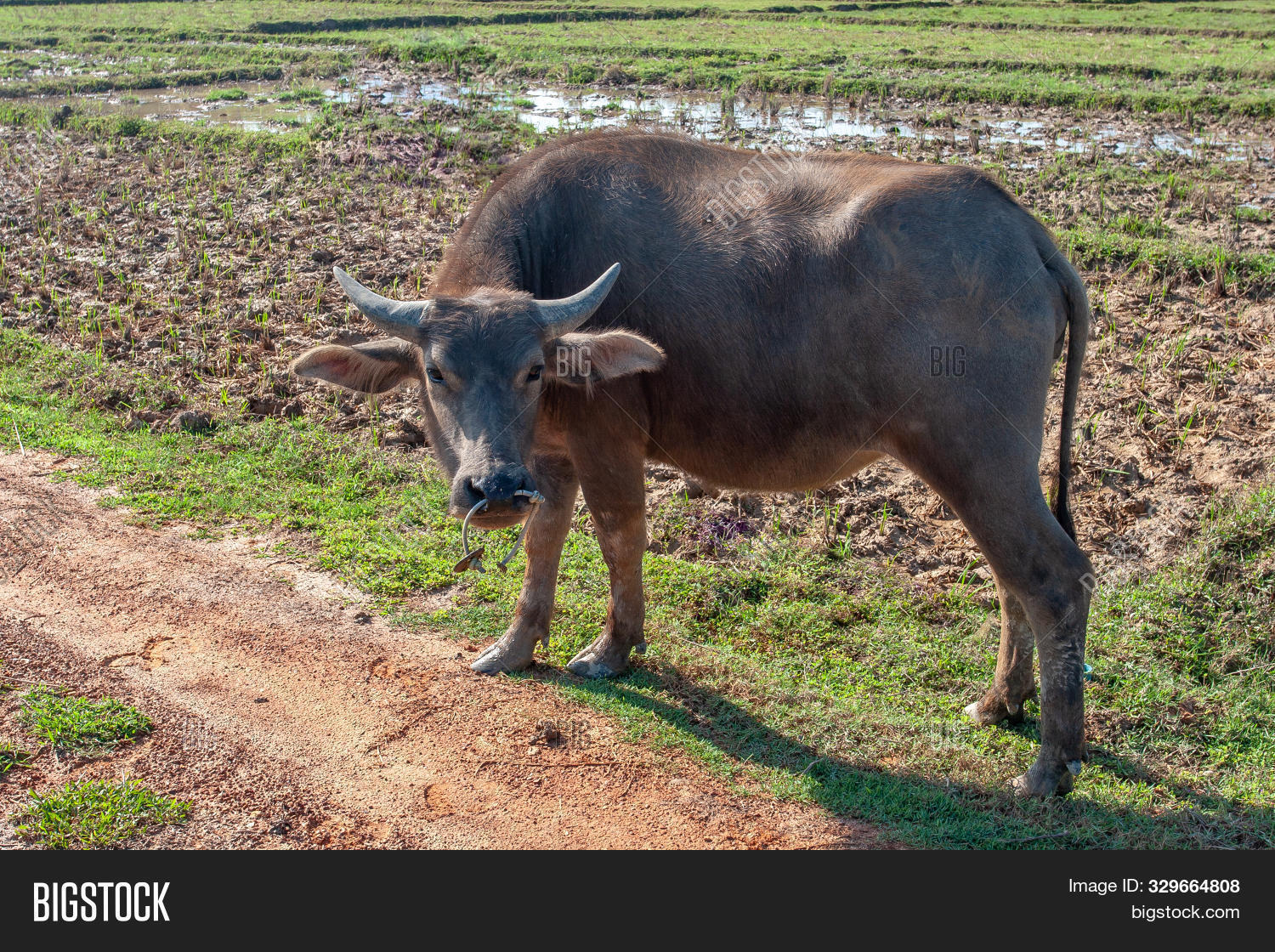 Young Asian Bull Image & Photo (Free Trial) | Bigstock