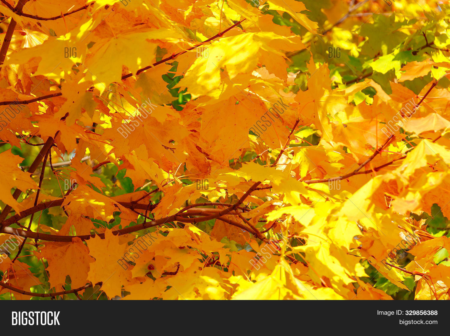 Bright Yellow Maple Image & Photo (Free Trial) | Bigstock