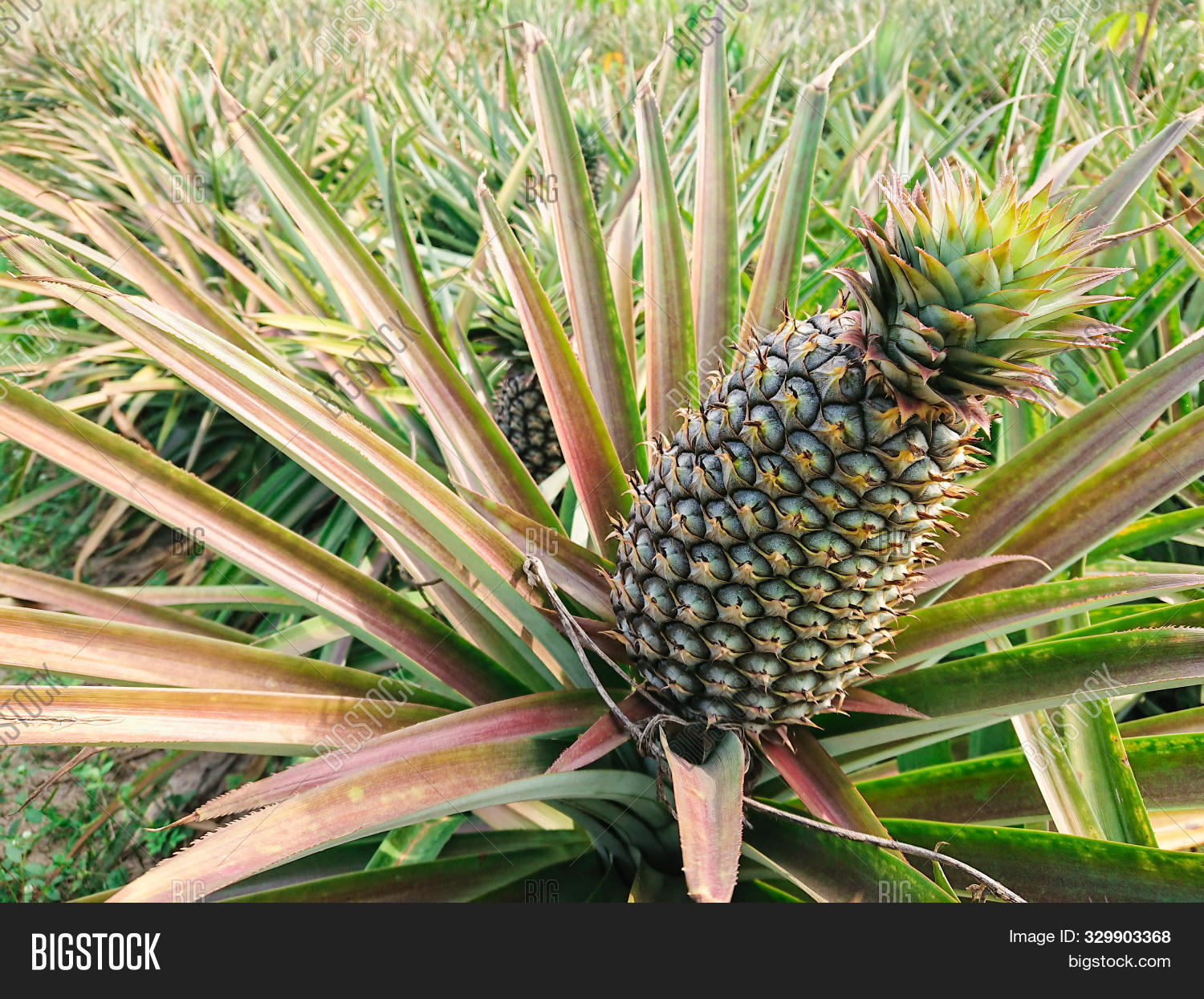 Pineapple Tropical Image & Photo (Free Trial) | Bigstock