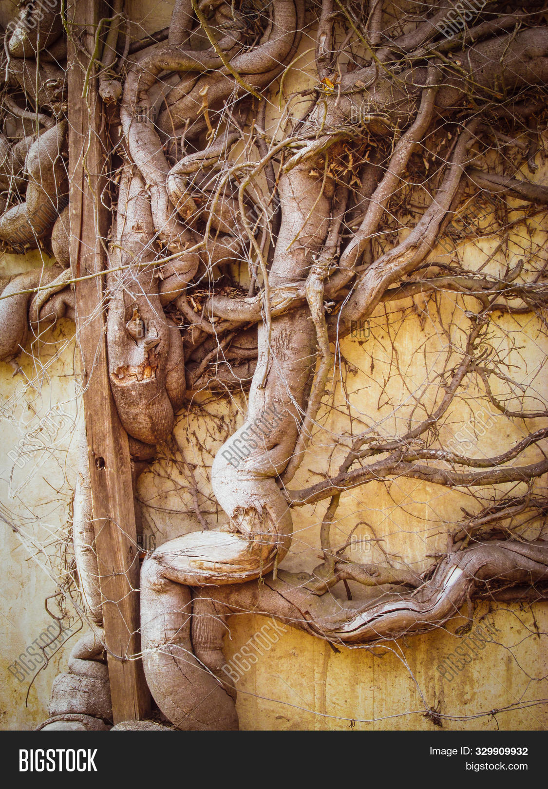 Plant Twisted Branches Image & Photo (Free Trial) | Bigstock