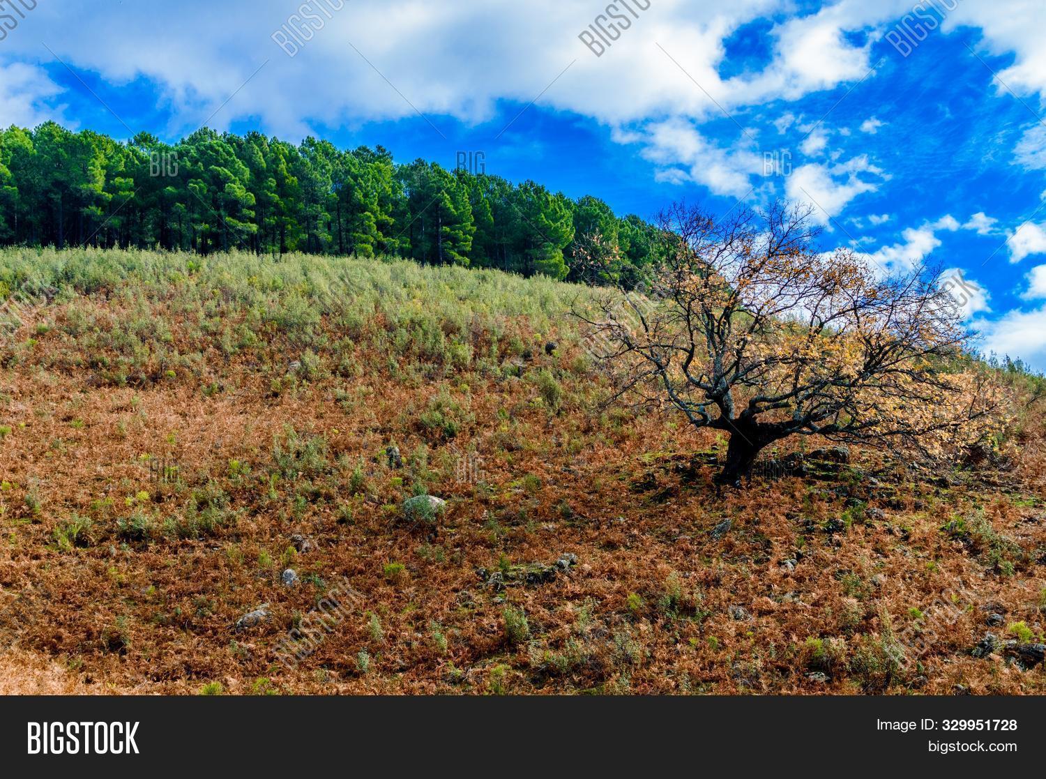 Lonely Oak Tree Pine Image & Photo (Free Trial) | Bigstock