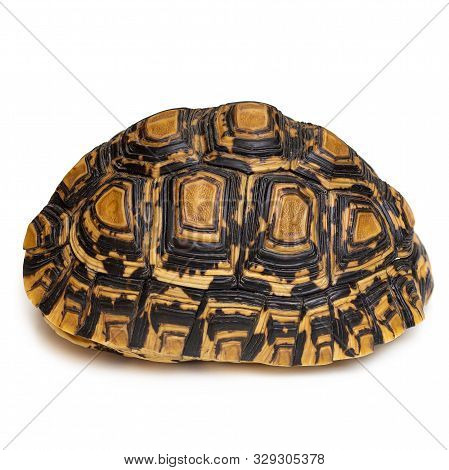 Close- Tortoise Shell Image & Photo (Free Trial) | Bigstock