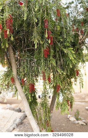 Native Australian Image & Photo (Free Trial) | Bigstock