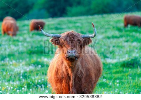 Highland Cow Images, Illustrations & Vectors (Free) - Bigstock