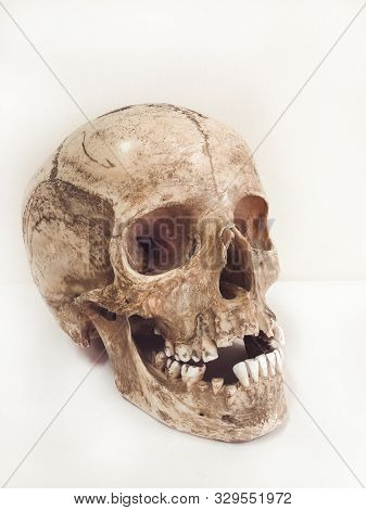 Front View Human Skull Image & Photo (Free Trial) | Bigstock