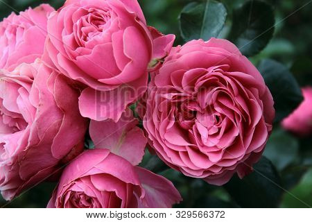 Big Bright Pink Roses Image & Photo (Free Trial) | Bigstock