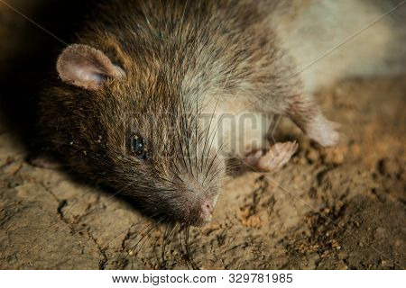 Big Dead Rat Lies On Image & Photo (Free Trial) | Bigstock