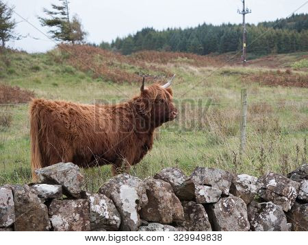 Highland Cow Images, Illustrations & Vectors (Free) - Bigstock