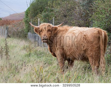 Highland Cow Images, Illustrations & Vectors (Free) - Bigstock