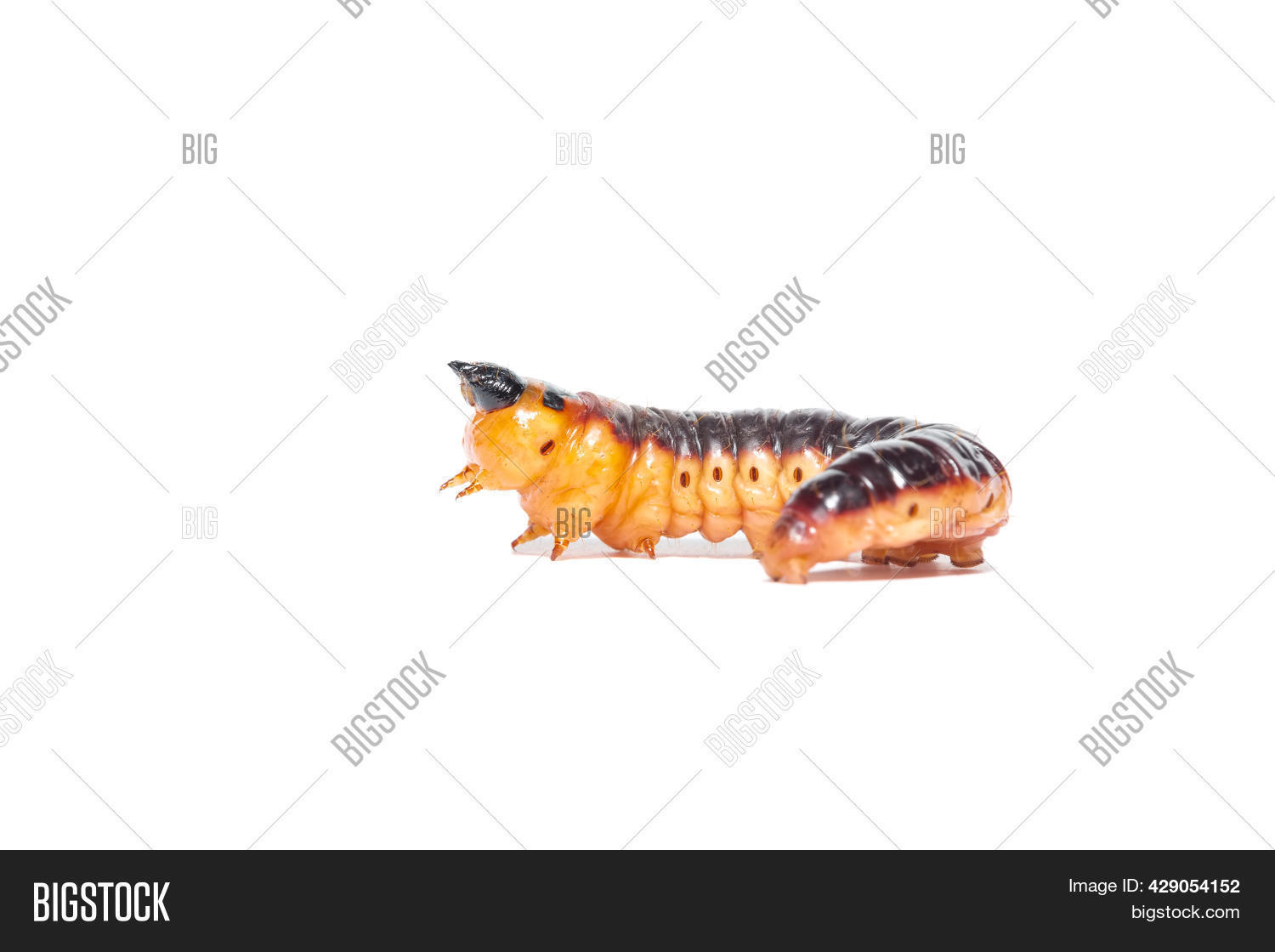 Large Orange Larva Image & Photo (Free Trial) | Bigstock