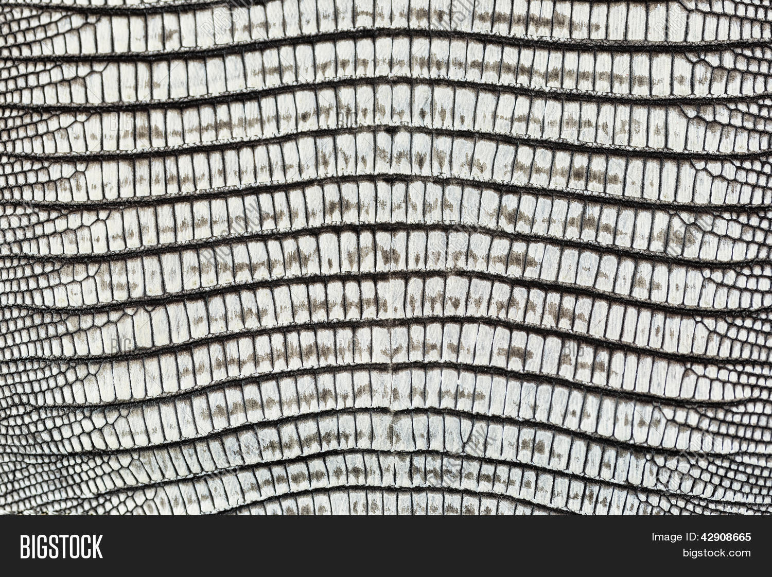 Lizard Skin Pattern Image & Photo (Free Trial) | Bigstock