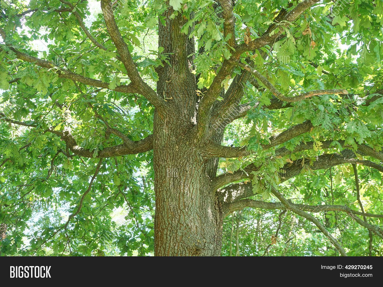 Crown Gray Oak Tree Image & Photo (Free Trial) | Bigstock