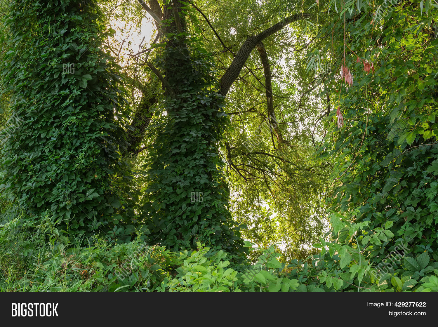 Climbing Maiden Grapes Image & Photo (Free Trial) | Bigstock