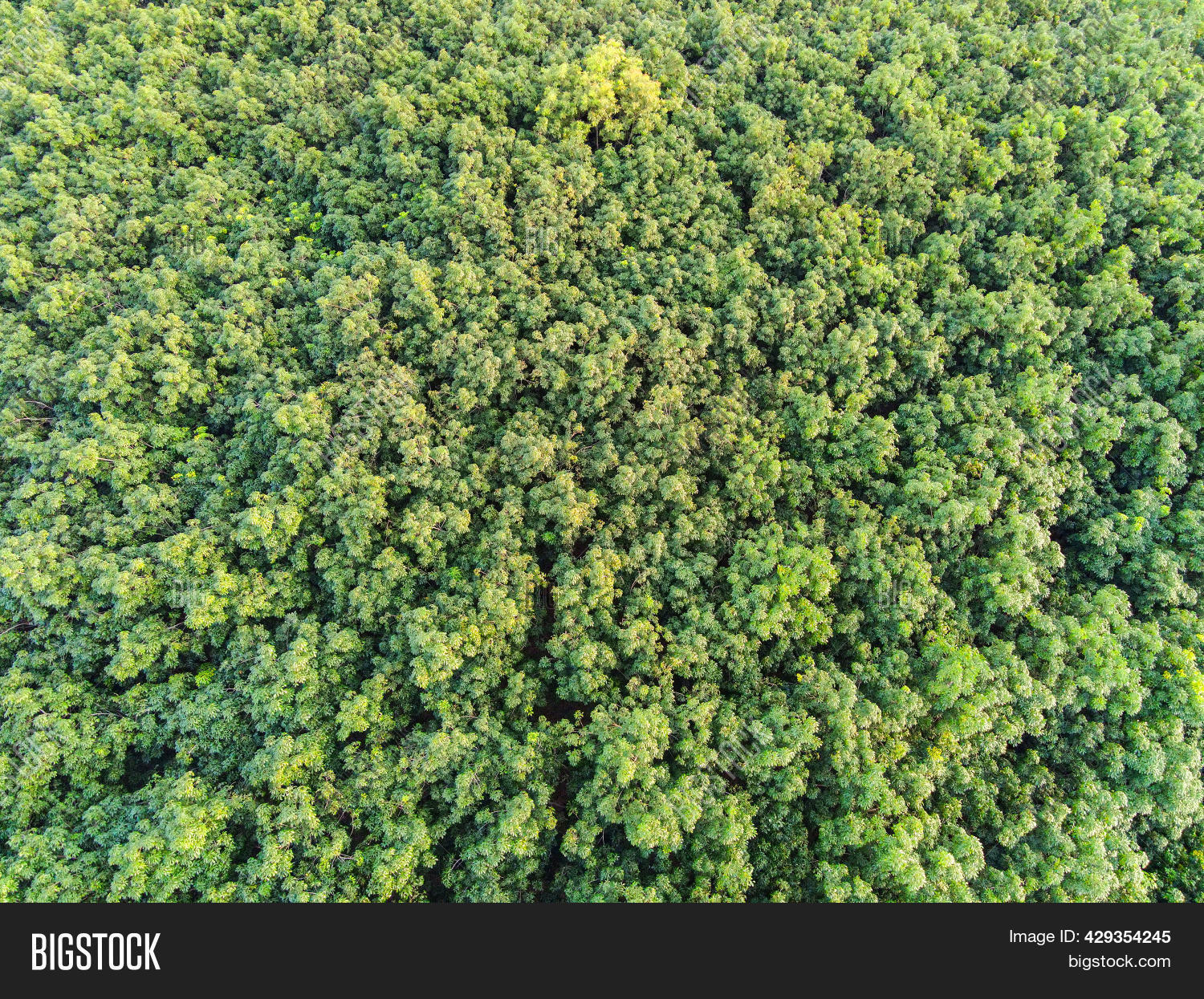 Aerial View Forest Image & Photo (Free Trial) | Bigstock