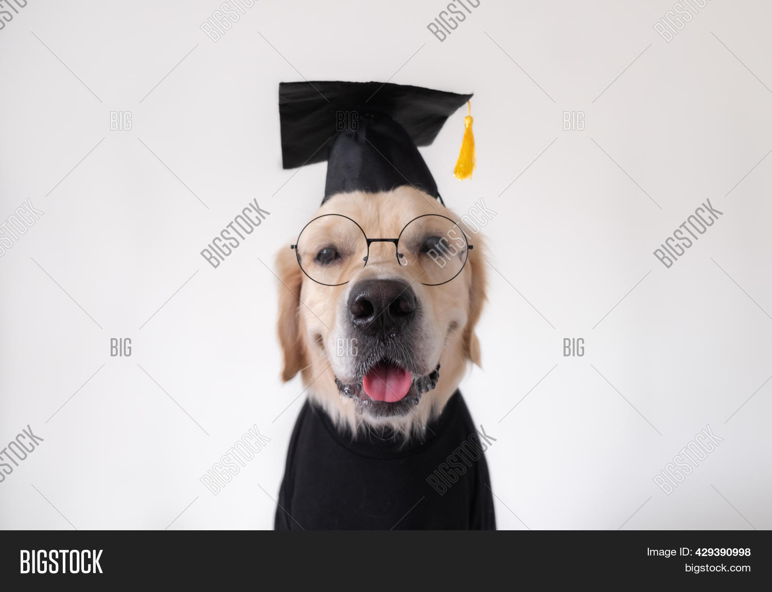 Graduation Dog