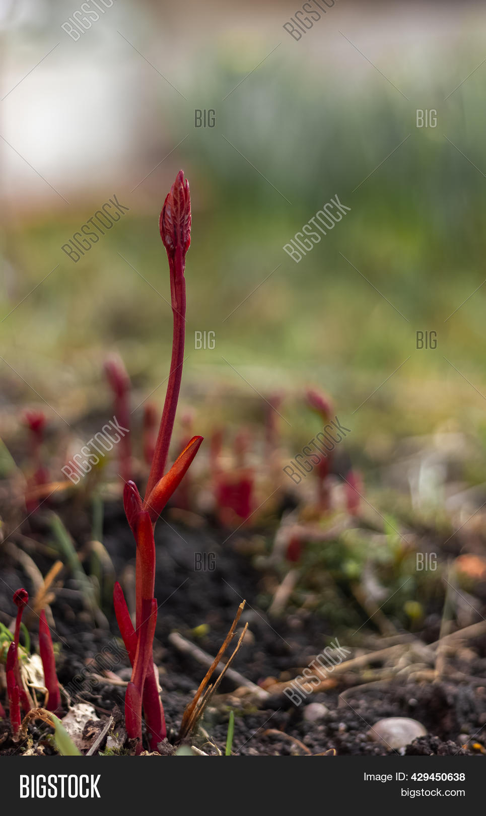 Peons Early Spring Image & Photo (Free Trial) | Bigstock