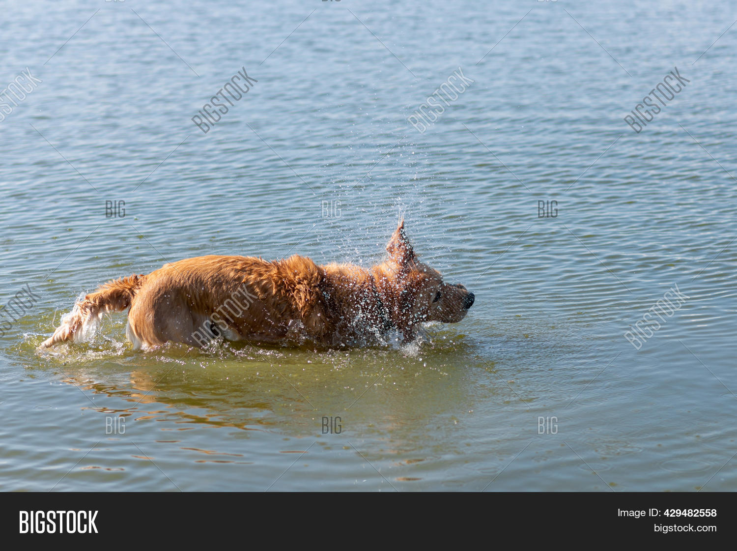 Picture Brown Labrador Image & Photo (Free Trial) | Bigstock