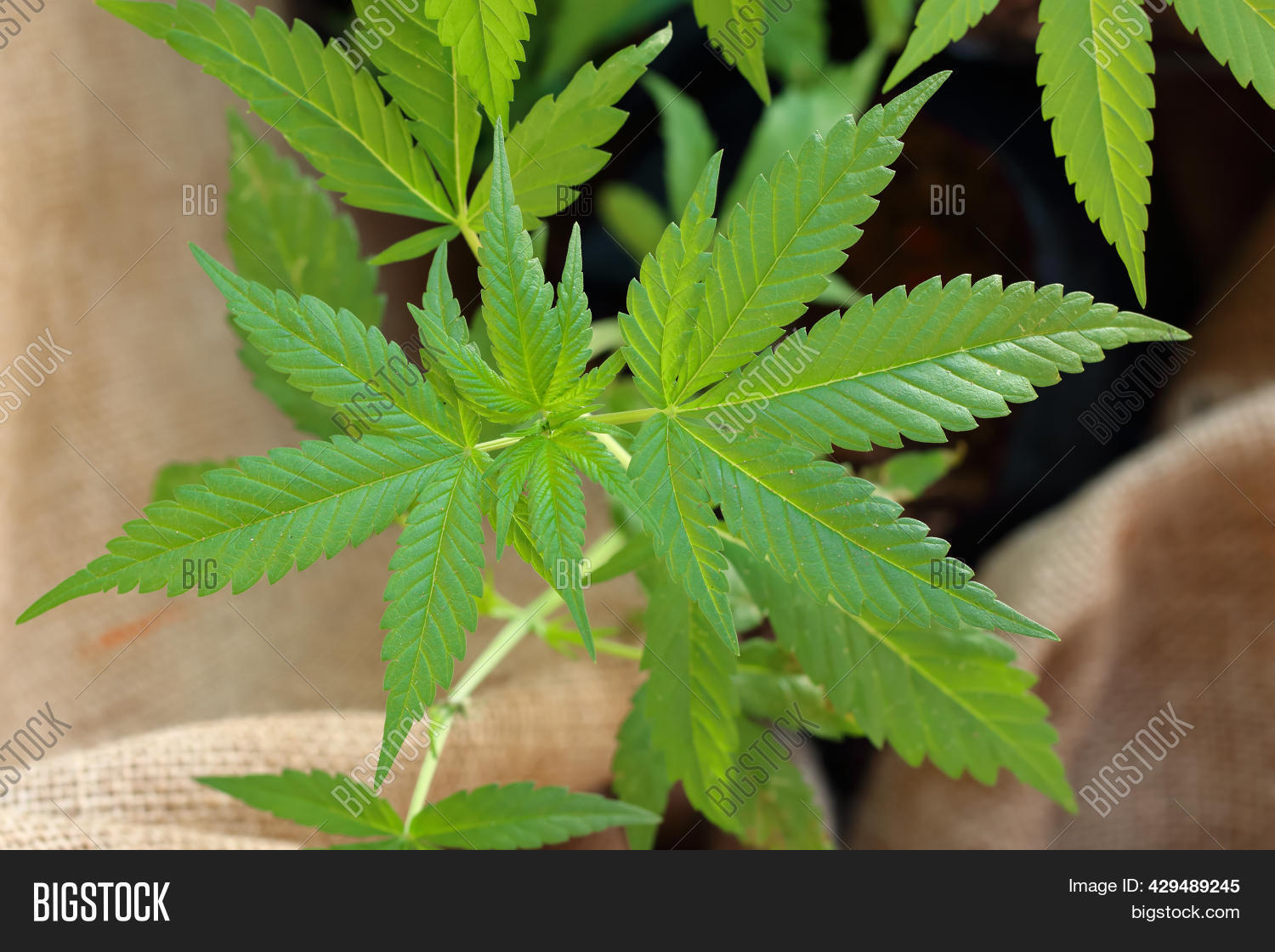 Imagen y foto Top View Young Hemp (prueba gratis) | Bigstock