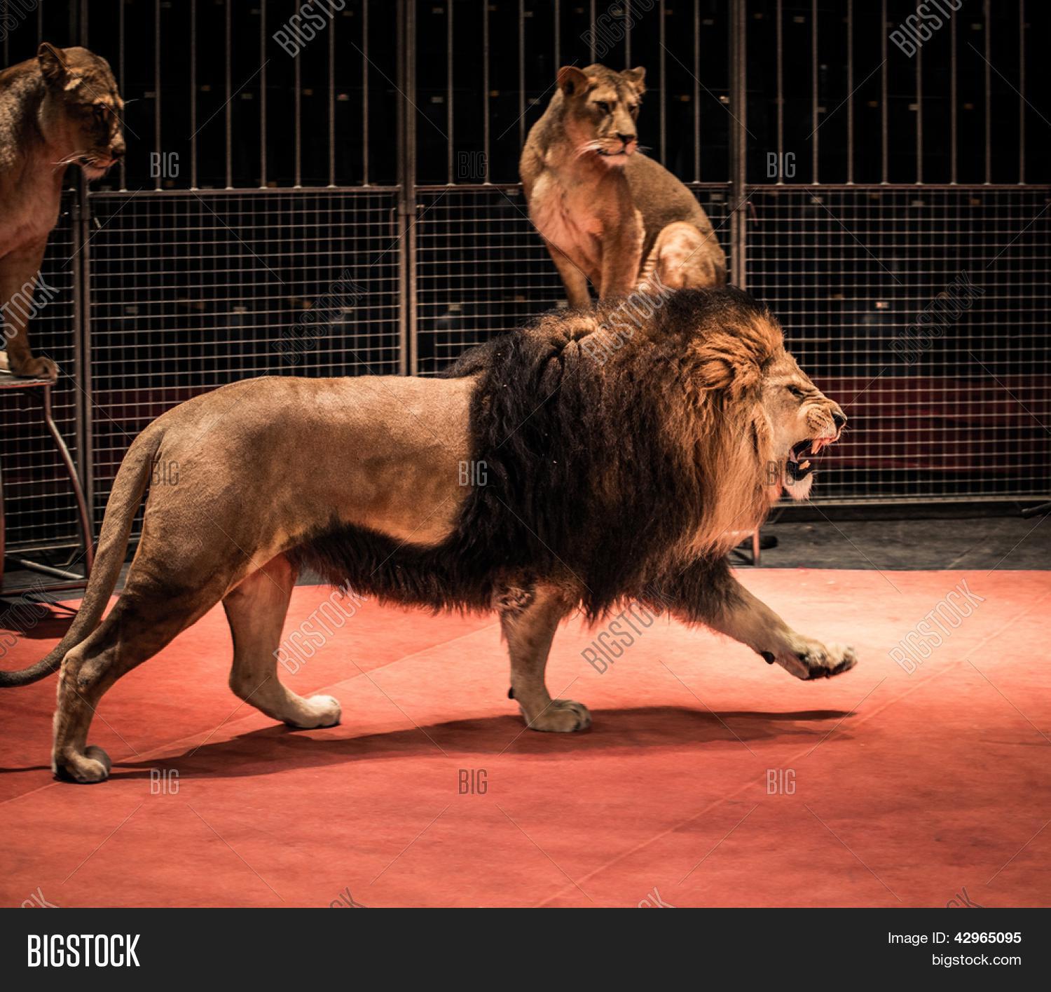 Gorgeous Roaring Lion Image & Photo (Free Trial) | Bigstock