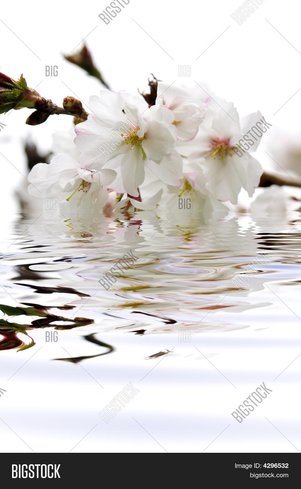 Cherry Blossom Water Image & Photo (Free Trial) | Bigstock