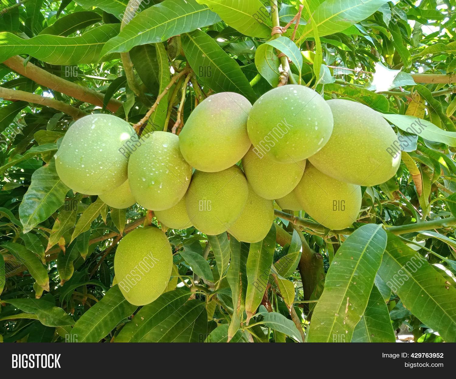 Bunch Mango Fruits Image & Photo (Free Trial) | Bigstock
