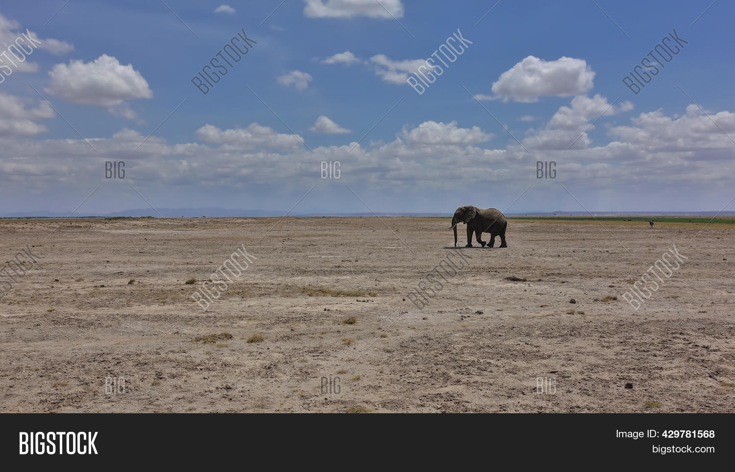 Lone Elephant Wanders Image & Photo (Free Trial) | Bigstock