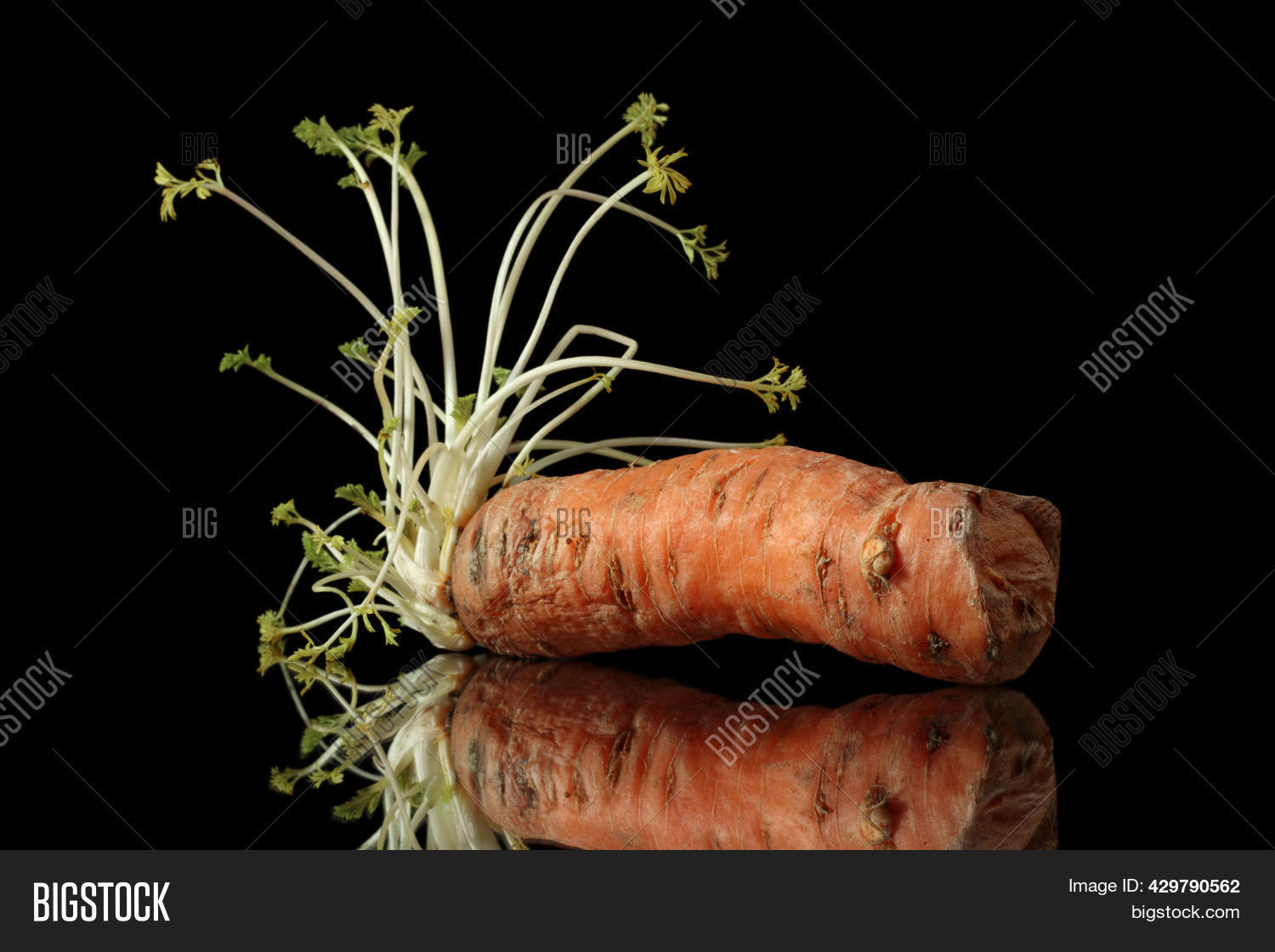 Imperfect Old Carrot Image & Photo (Free Trial) | Bigstock