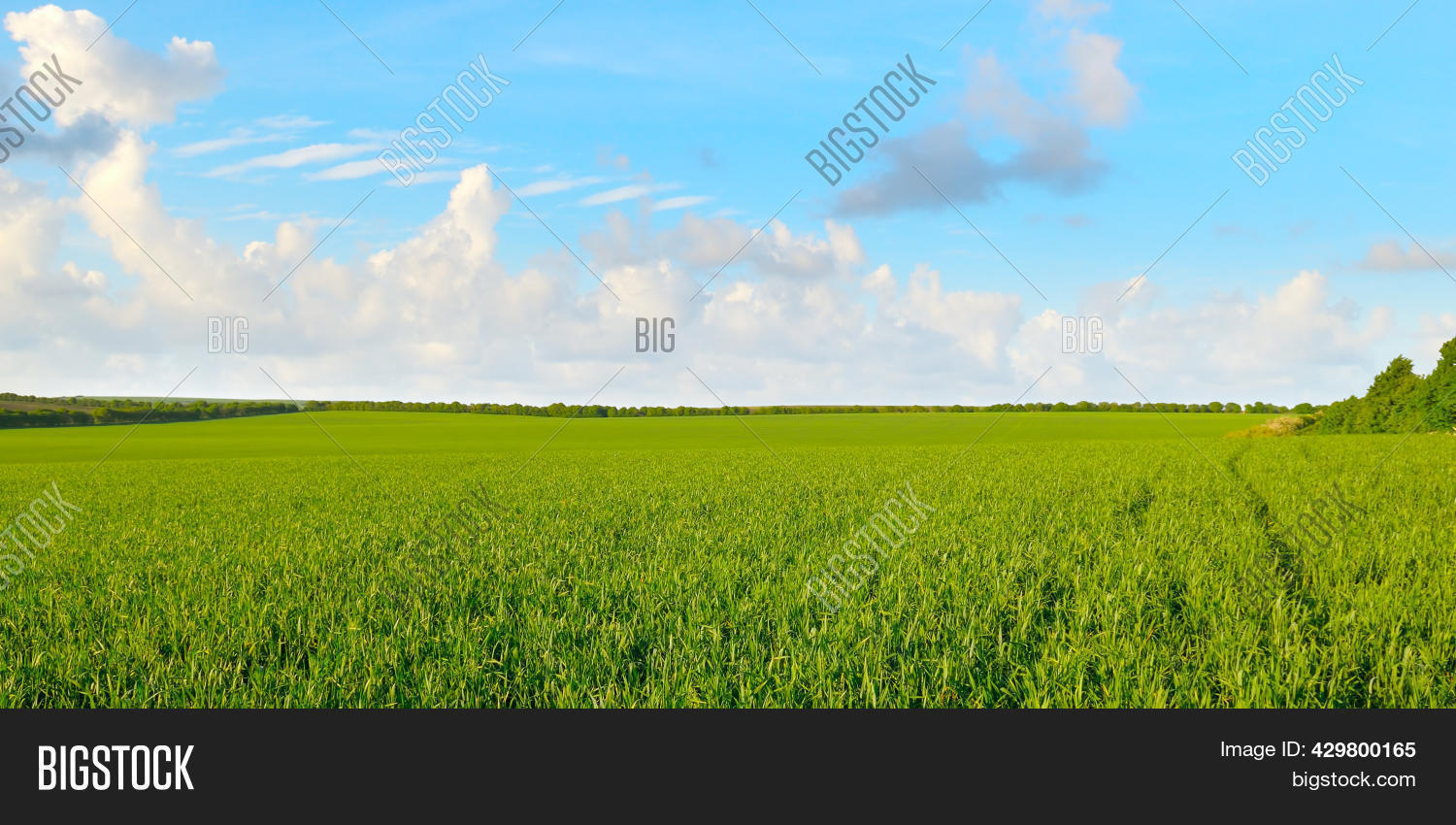 Green Wheat Field Blue Image & Photo (Free Trial) | Bigstock