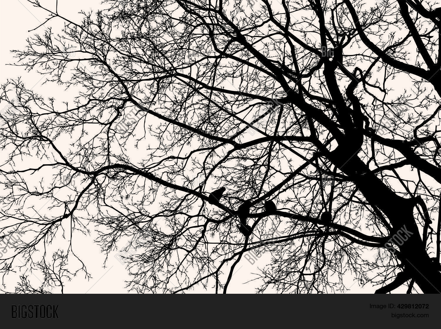 Silhouette Deciduous Vector & Photo (Free Trial) | Bigstock