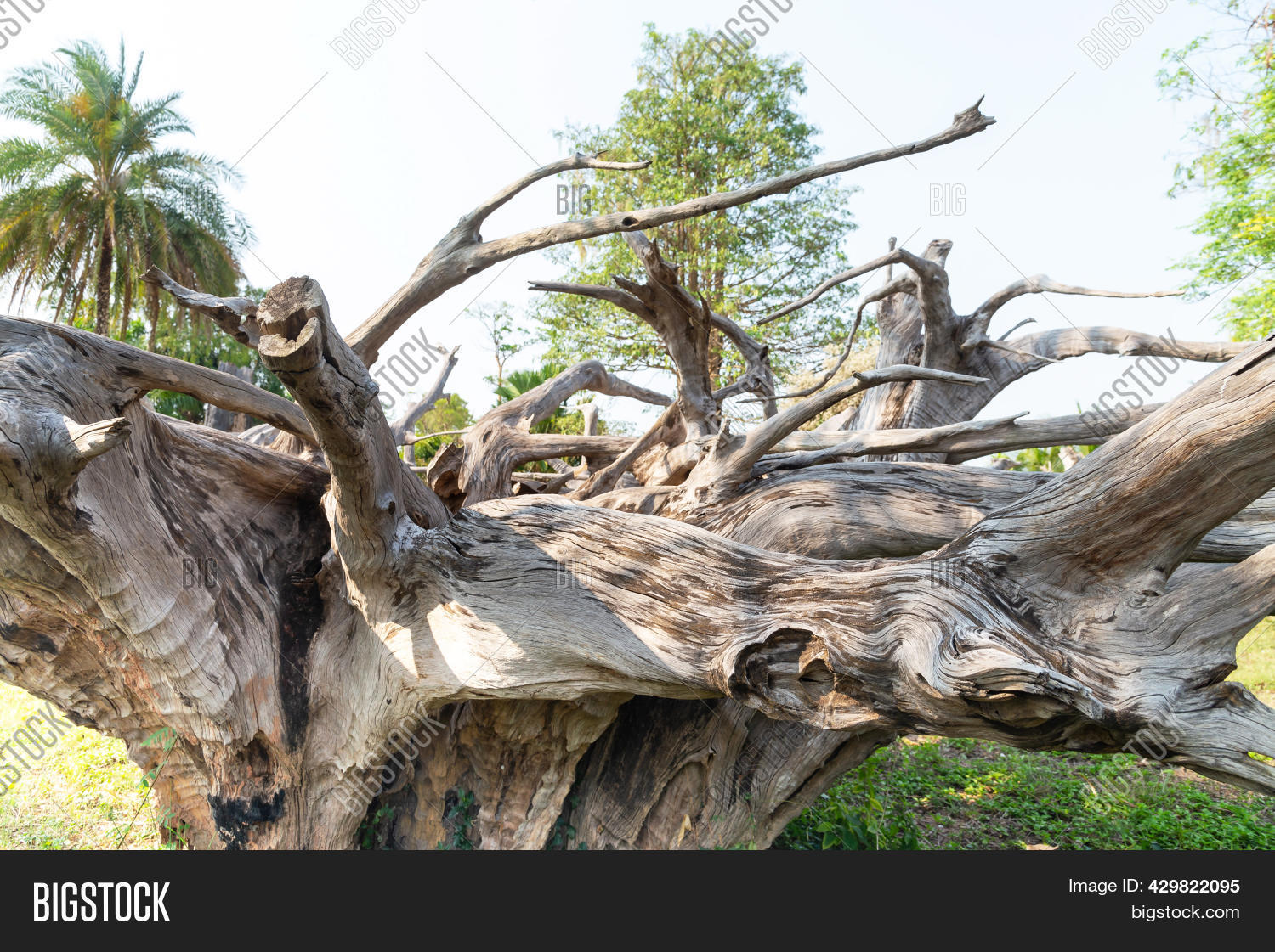 Big Dry Dead Tree Root Image & Photo (Free Trial) | Bigstock